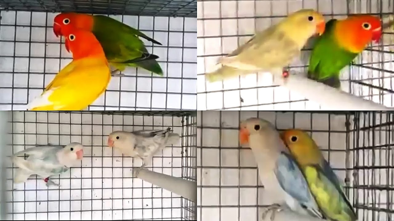 Opaline Euwing Cremino Lovebirds Professional Setup - YouTube