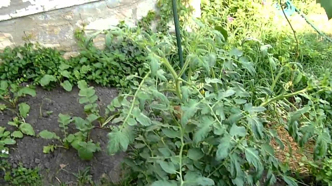 Tomato Propagation - Day 42 - Final - YouTube