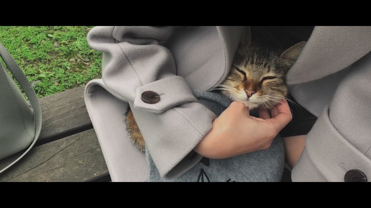 SO MANY CATS!! YASSSS... 猴硐貓村. - YouTube