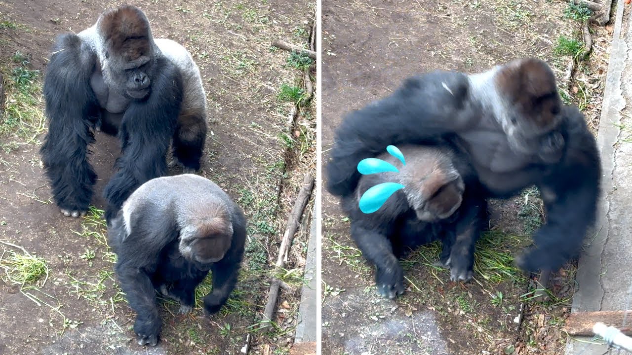 Excited Silverback Gorilla Haoko displays to female Momoko and bangs ...