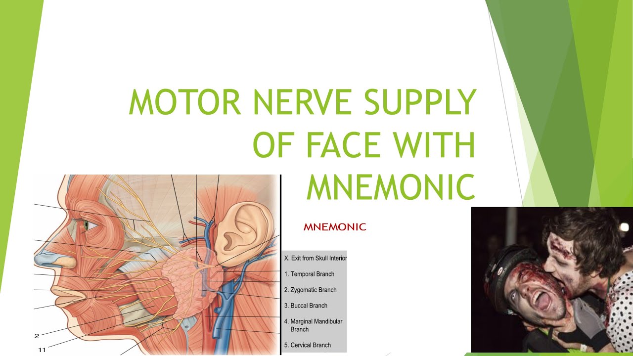 Motor nerve supply of face /Snell and Grays based anatomy of motor ...