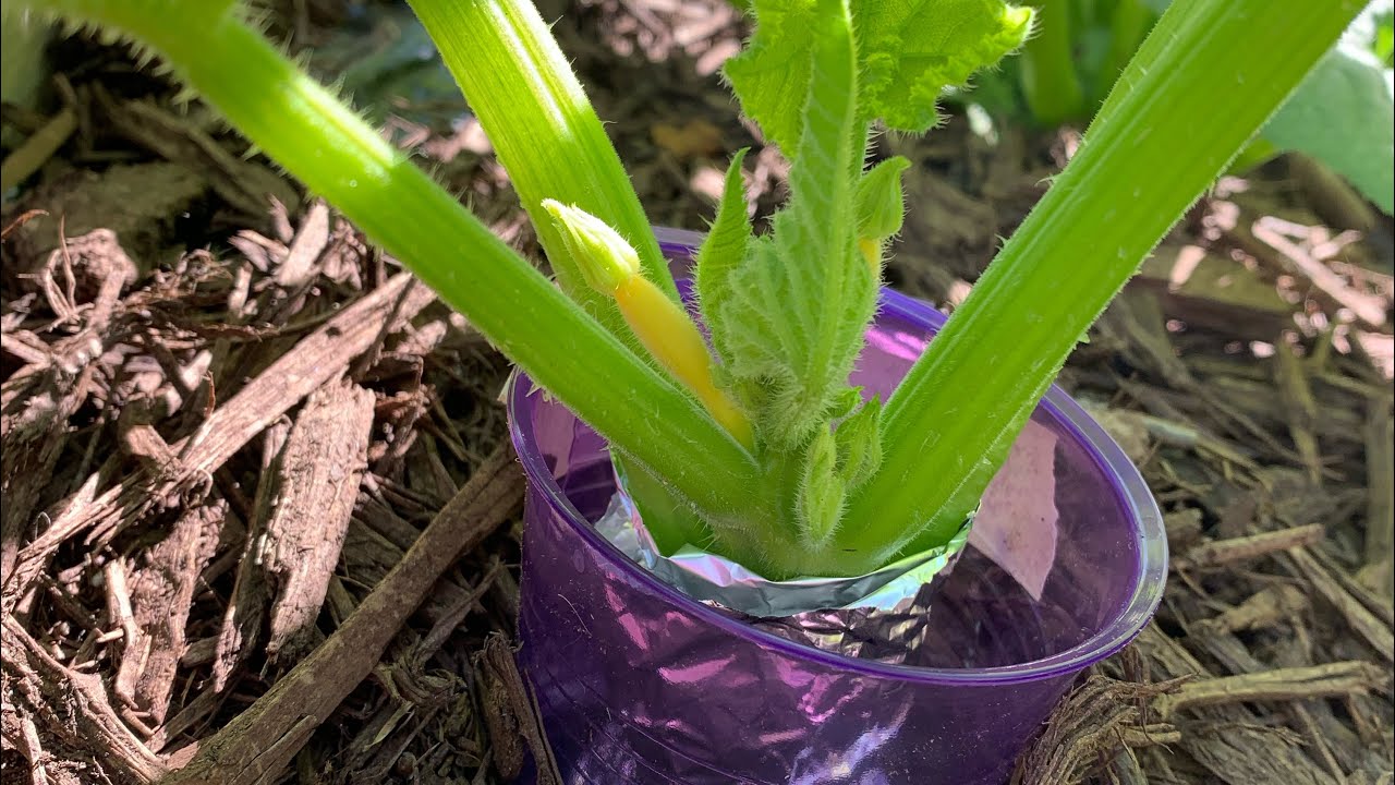 Protecting the Squash - YouTube