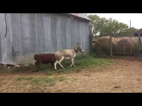 Lot 1 of Petrzilka Calf Breaking Donkeys - YouTube