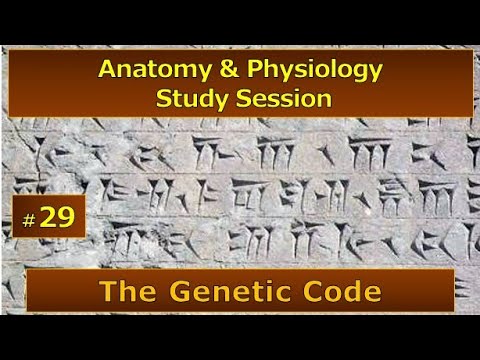 Anatomy & Physiology HELP! -- Study Session #29 -- Translation and the ...