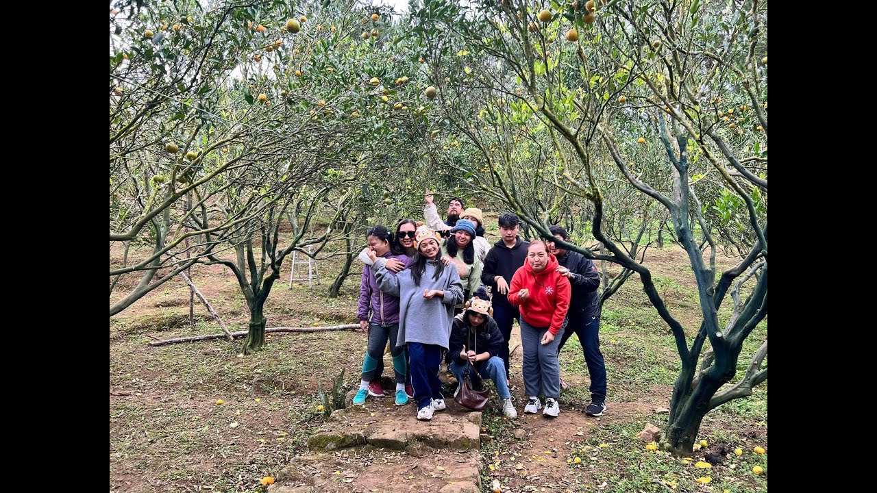 SAGADA - Orange Picking - YouTube