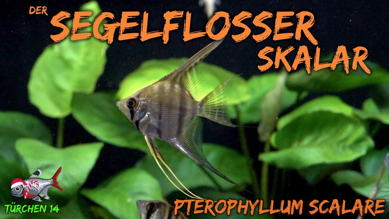 Der Segelflosser / Skalar - Pterophyllum scalare | ADVENTdicted ...