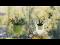 Dica da Harris Seeds & Livi Pots - Viveiro Renascer