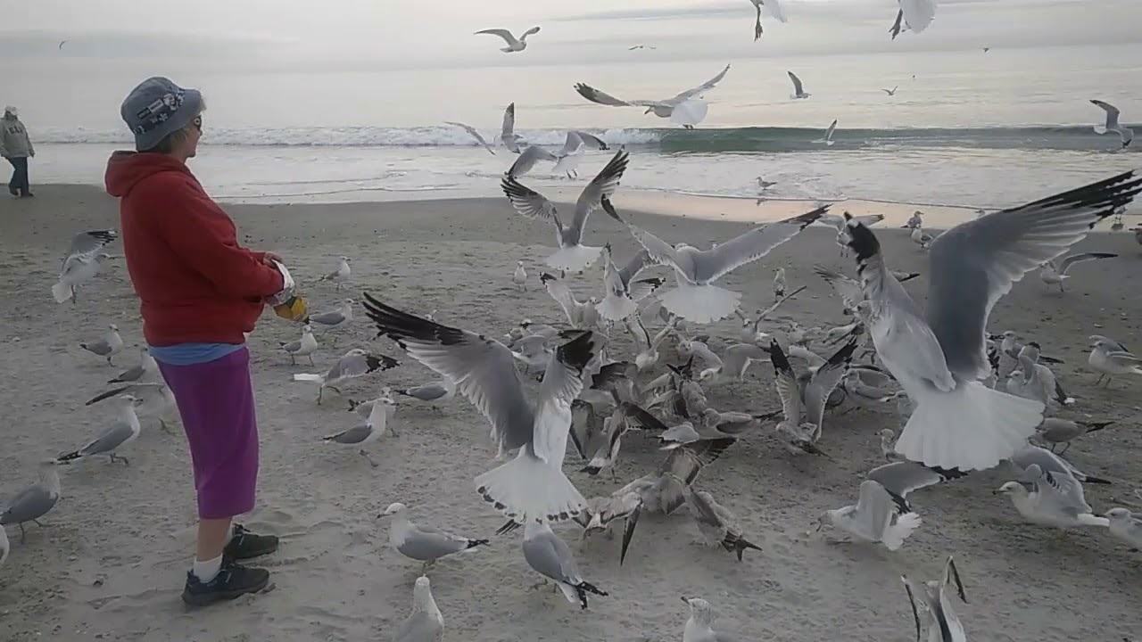 Home Alone lady feeding birds - YouTube