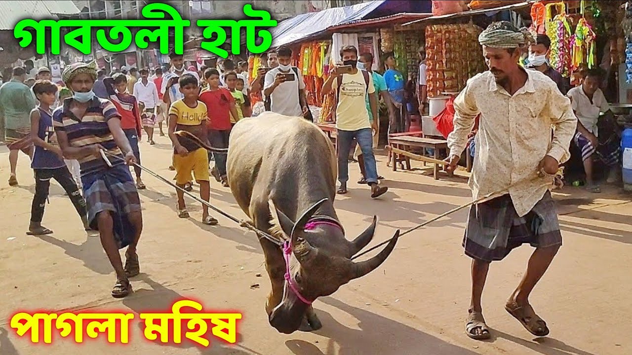 গাবতলী হাট পাগলা মহিষ ২০২১ | Gabtali Hat mad Buffalo 2021 | Angry ...
