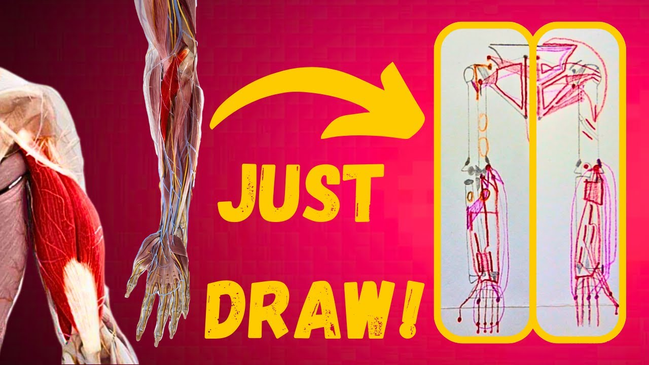 Anatomy - MUSCLES of UPPER Extremity - YouTube