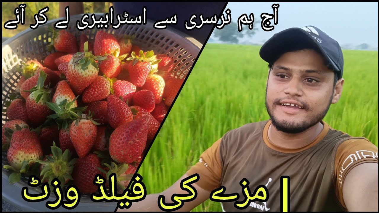 Aja human strawberry li nursery se☺🍓🍓 - YouTube