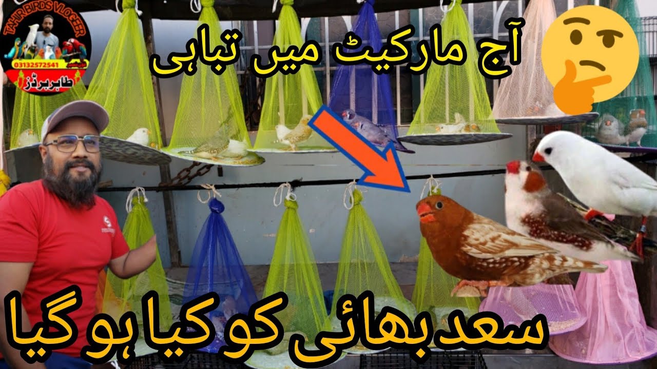 Sad bhai ny kardi bohot achi bat mutation ke batai pachan birds market ...