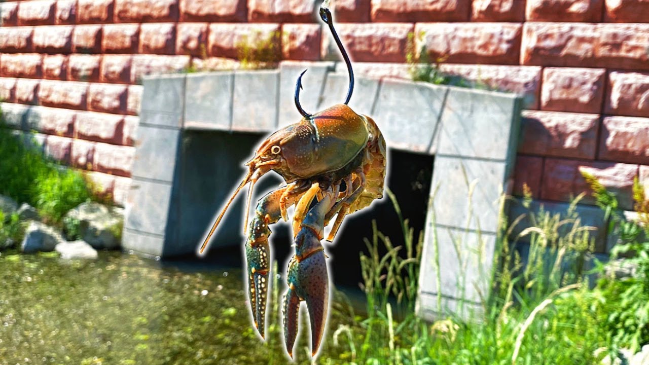 Fishing w/ GIANT CRAWFISH as Bait!! --BEST Bait Ever?? - YouTube