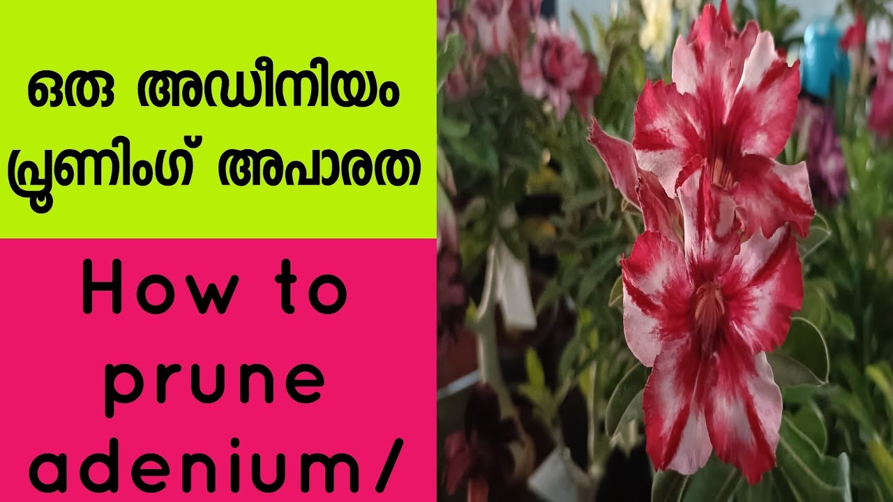 Adenium master pruning technic/ അഡീനിയം പ്രൂണിംഗ് ചെയ്യാൻ ഒരു കിടിലൻ രീതി - YouTube
