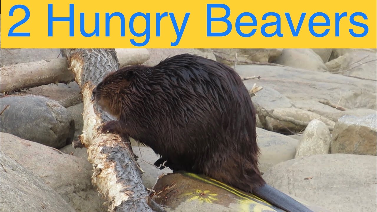 2 Hungry Beavers Chewing on a Log in Noisy Saskatoon - YouTube
