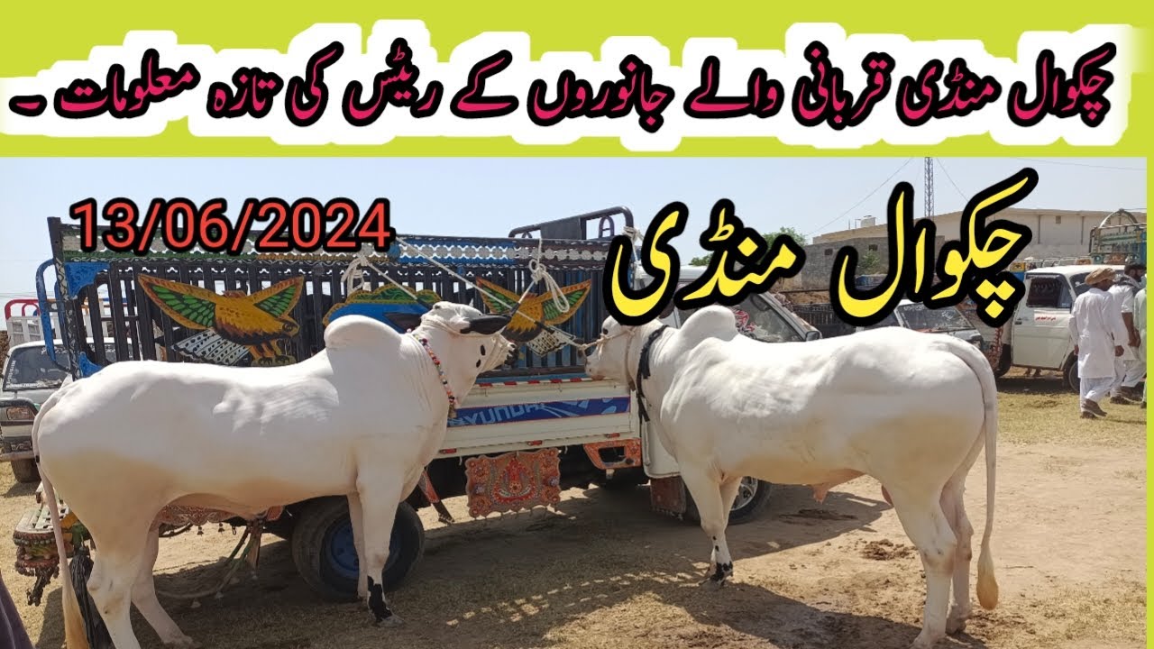 Chakwal Mandi Qurbani Bulls Price information. - YouTube