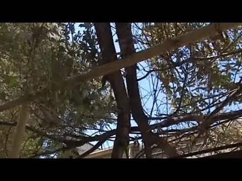 Bakıda ağac qaz turbasının üzərinə aşıb - iki aydır ki, təhlükəli vəziyyətlə maraqlanan yoxdur