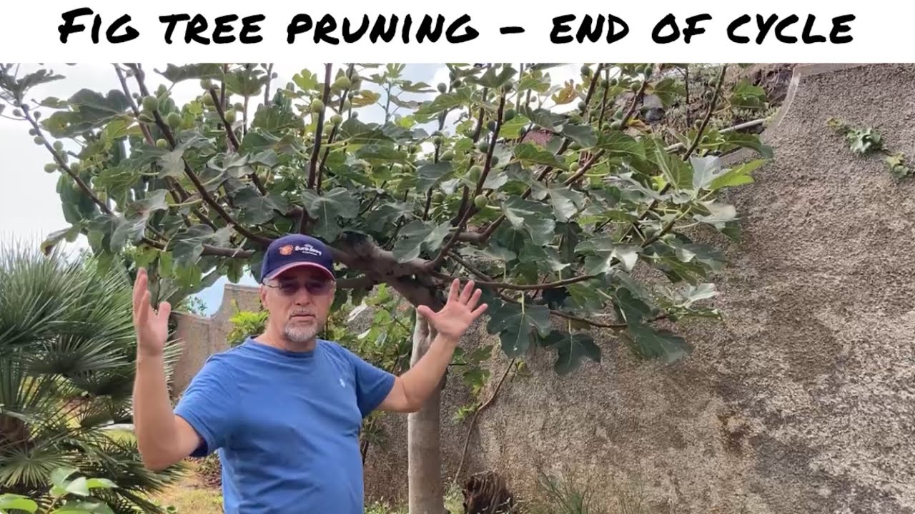 Pruning my fig tree (Part 4/4) - completing the cycle - YouTube