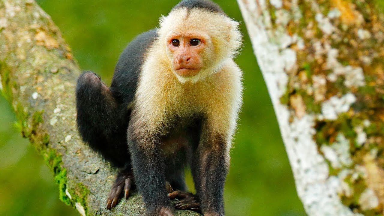 SILLY MONKEYS, FUN HAPPY MUSIC, ENTERTAINING AND RELAXING, MONKEYS IN ...