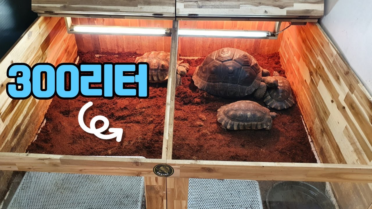 다 합치면 300리터 초대형 육지거북 사육장 바닥재 교체하기 Youtube