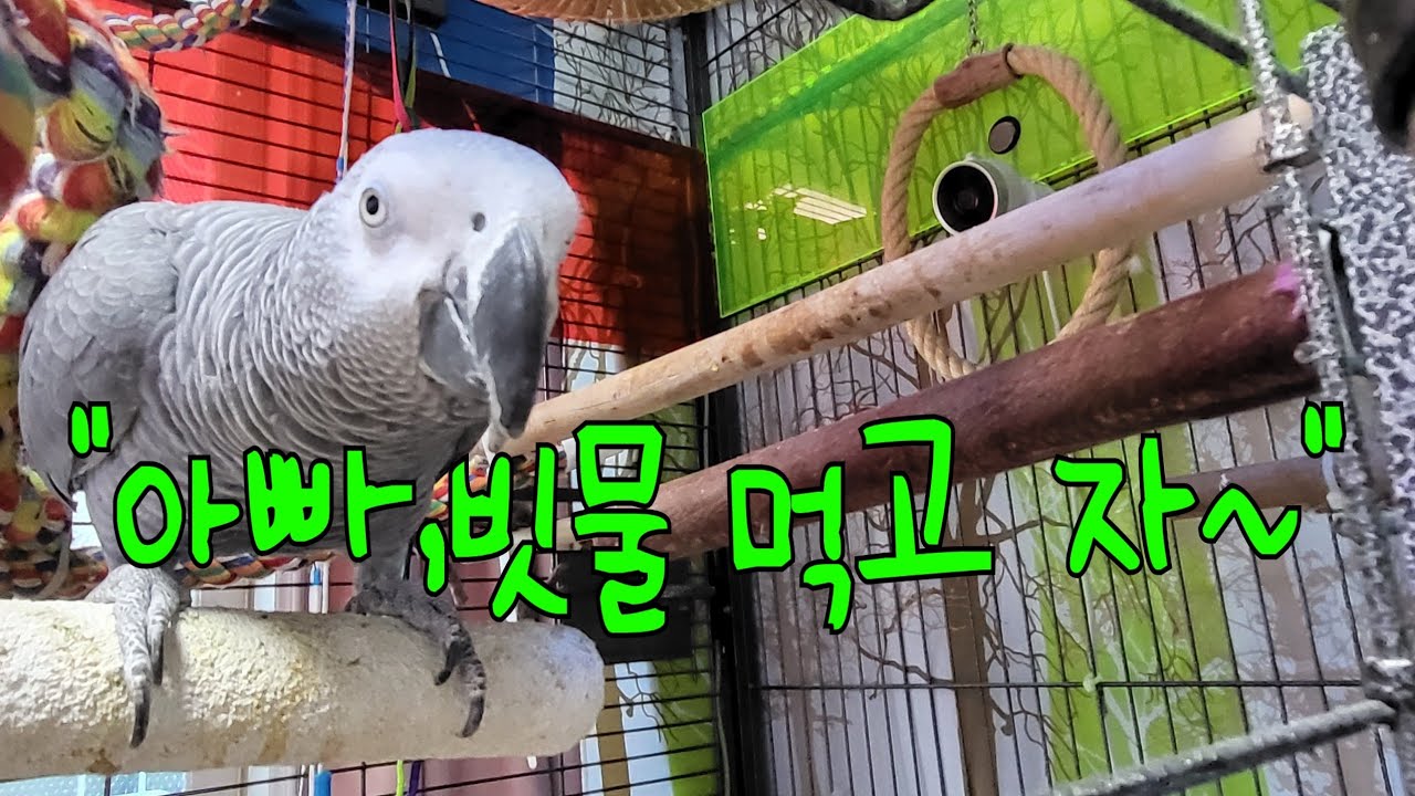 앵무새가 말하는 자기소개서 [연구대상똘이] African gray parrot Papagei Попугай (popugái ...