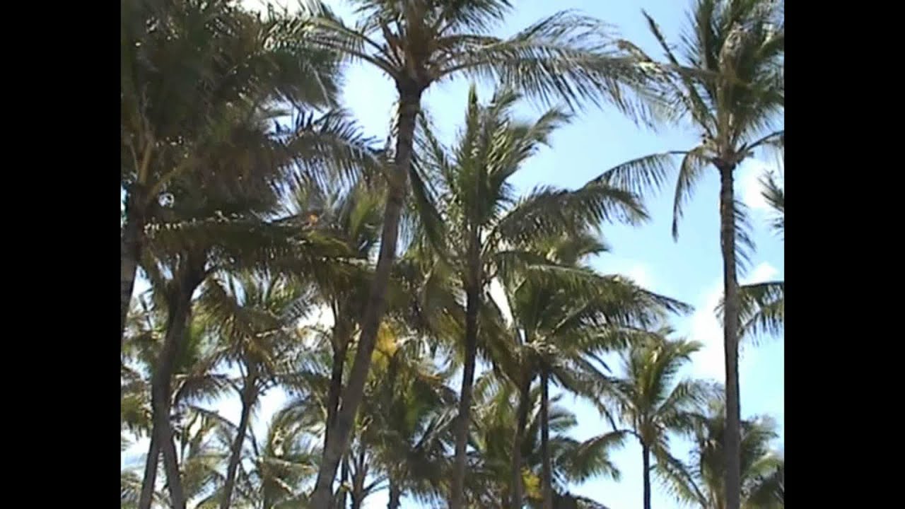 PALM TREES ZOOM OUT - YouTube