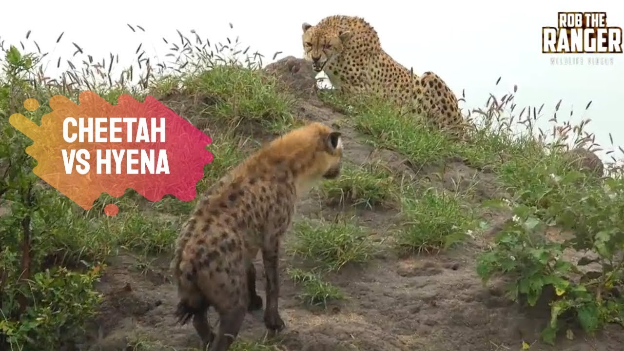 Cheetah Vs Hyena | Strength Against Speed | Featuring @BryceBroom - YouTube
