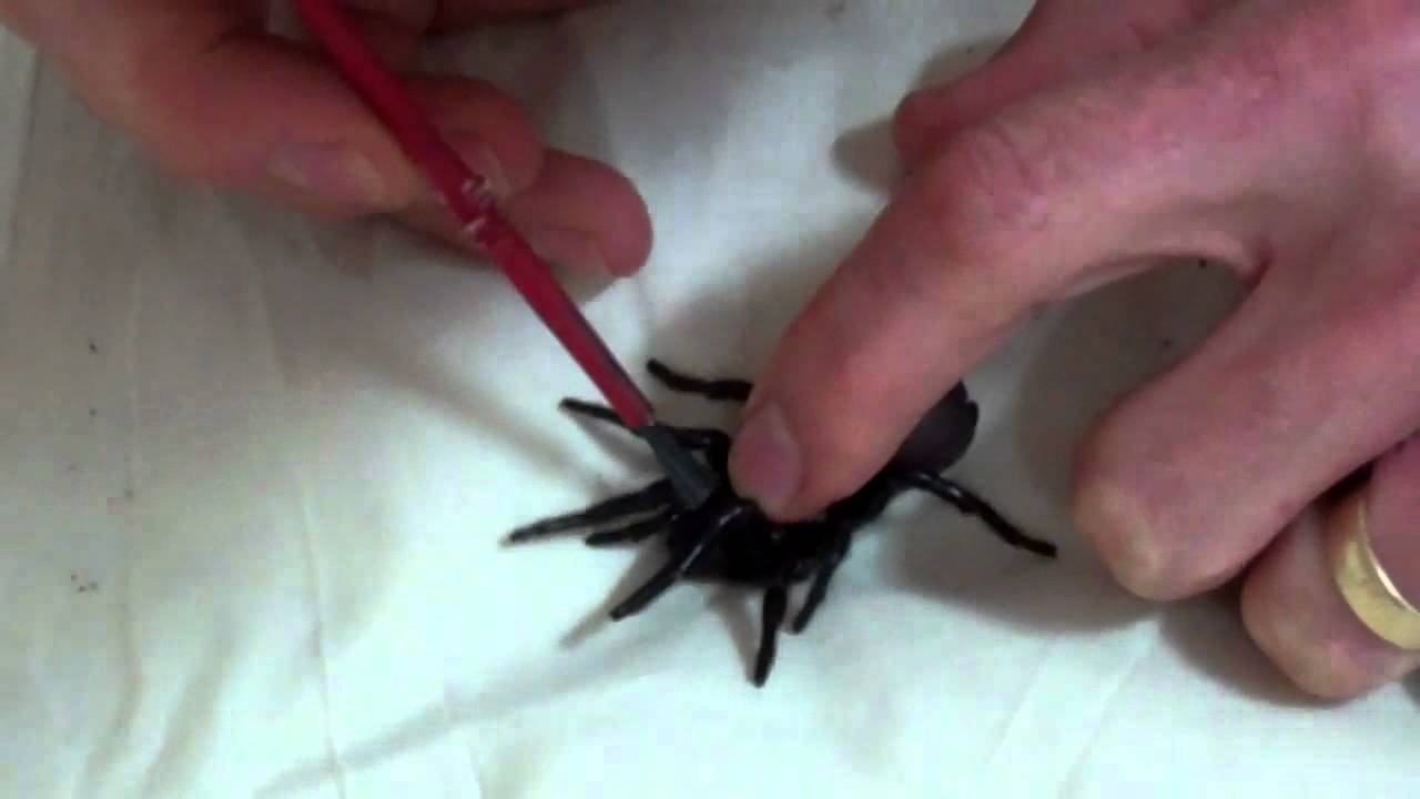 Grooming Tips for a Funnel-web Spider - YouTube
