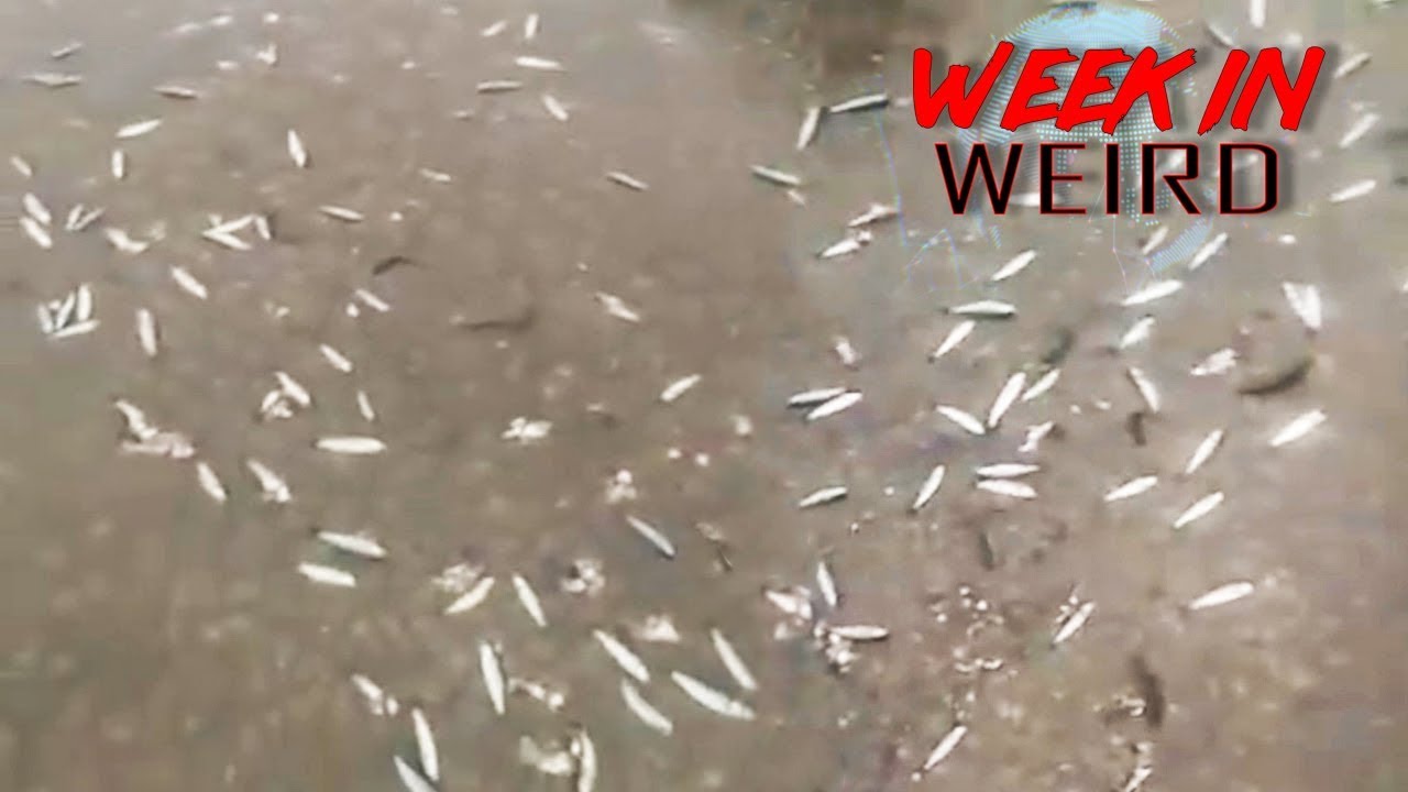 Fish Rain From the Sky In Iran Week In Weird 5-9-2018 - YouTube