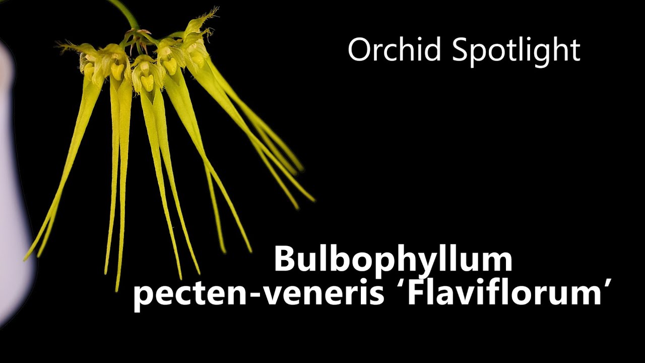 Bulbophyllum pecten-veneris ‘Flaviflorum’ // Orchid Spotlight - YouTube