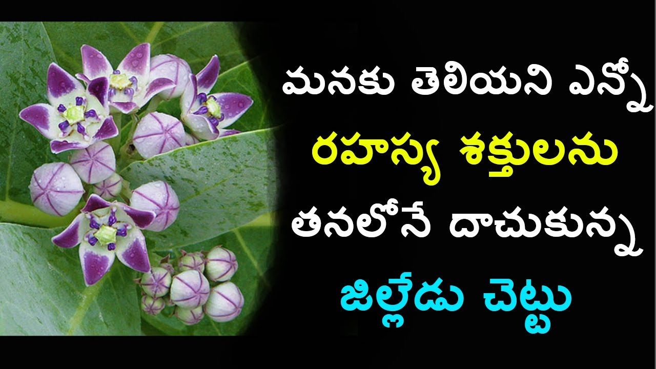jilledu chettu prayojanalu | calotropis benefits and uses | tella ...