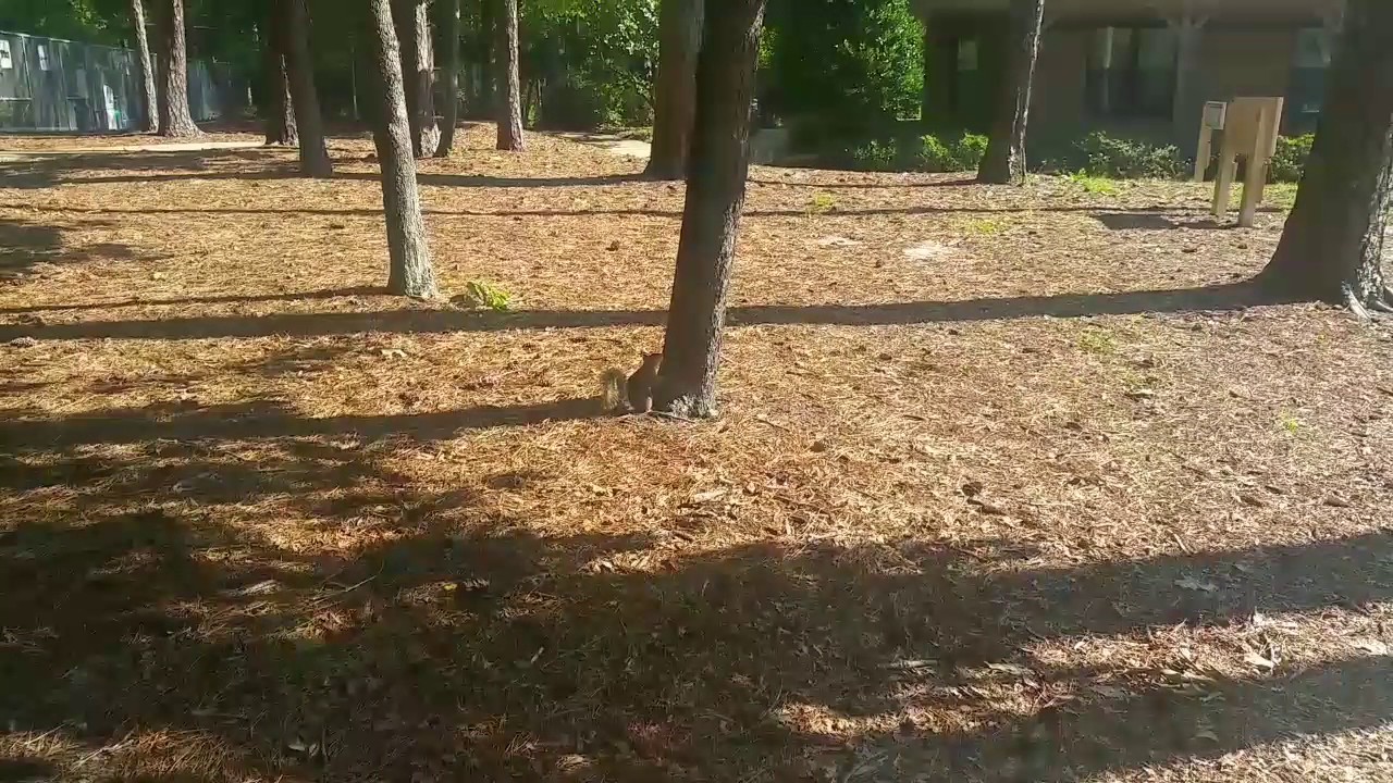 Lake Rim Park Fayetteville NC - YouTube