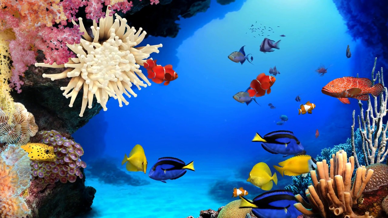 Aqua real 2 free download - lablasopa
