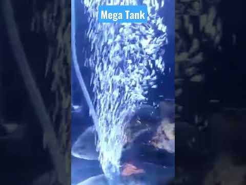 Tank Terbesar Full Mega Tank‼️Fish Ikan ⁉️Aquarium #megatank #tank # ...