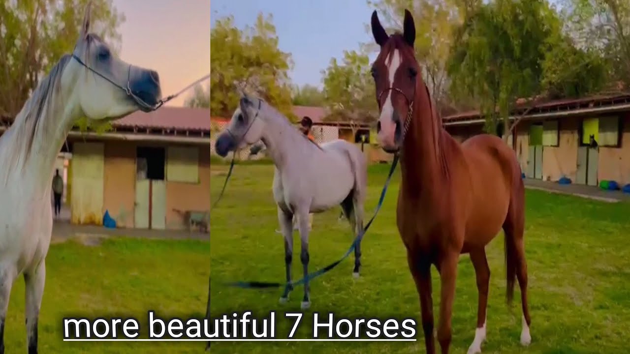 More Beautiful 7 Horses now, ready for show - YouTube