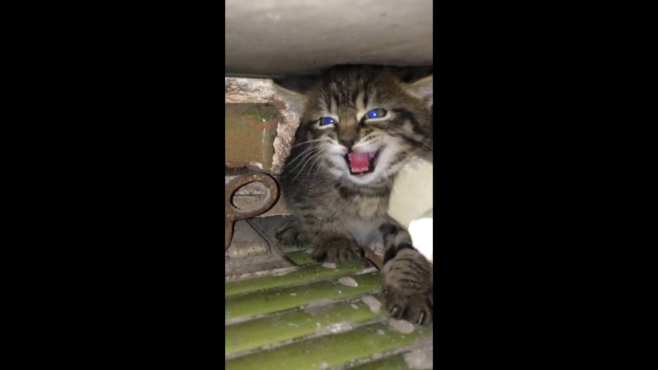 Cute Little Angry CAT - YouTube