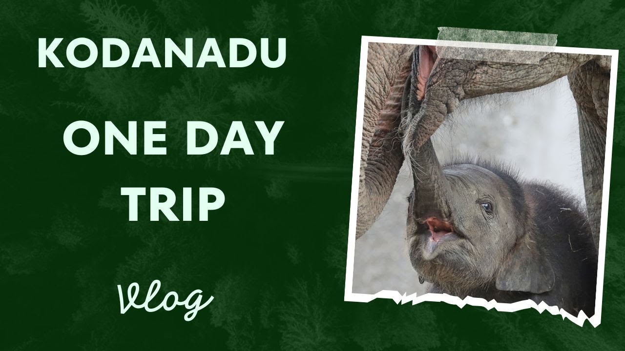 kodanadu Elefant Training centre | Mr mallu In Germany | Malayalam vlog ...