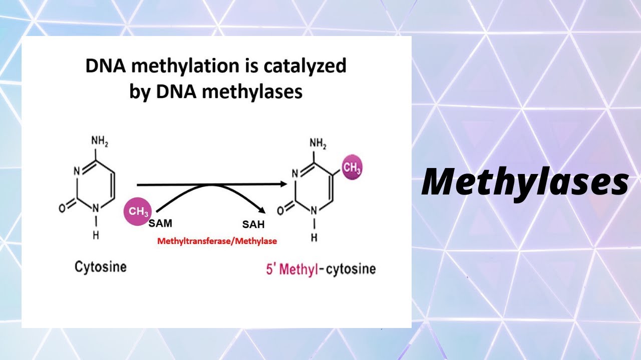 Methylases - YouTube