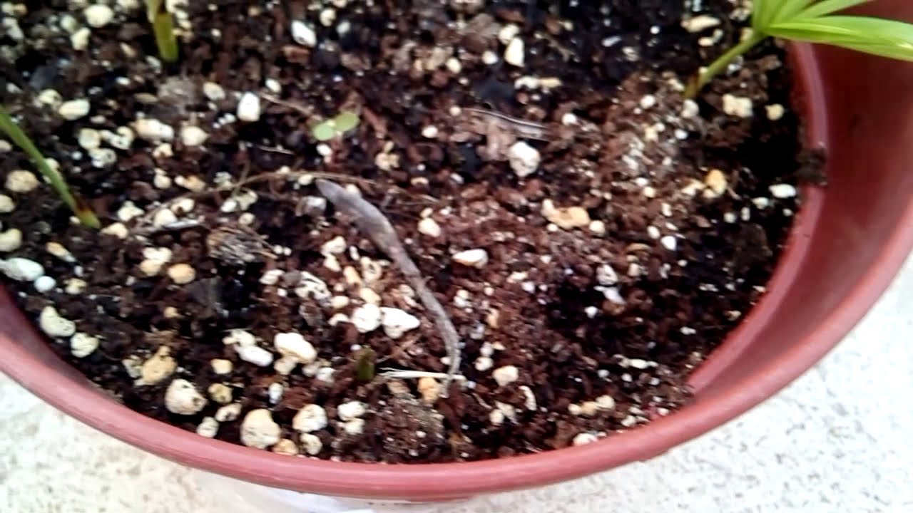 Daemonorops jenkinsiana seedlings - YouTube