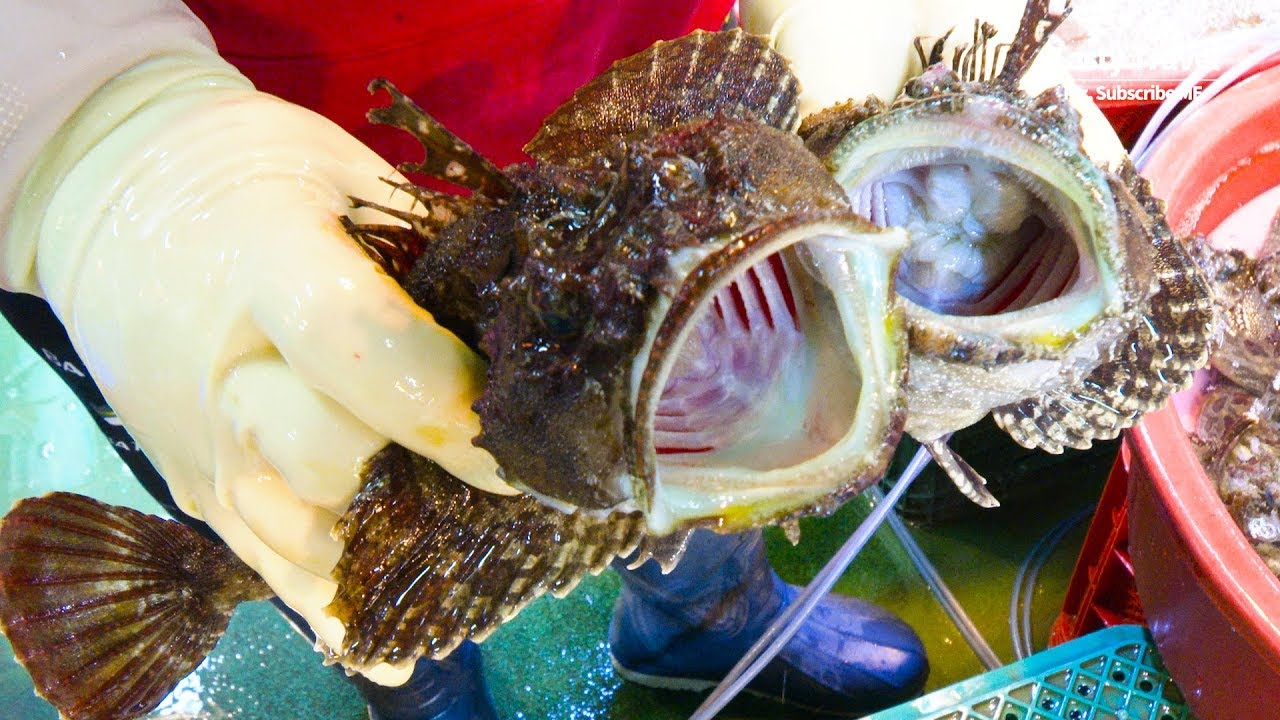 [김포 대명항 수산시장] 괴물 물고기 삼식이(삼세기) 회뜨기 / A Strange Looking fish Sashimi ...