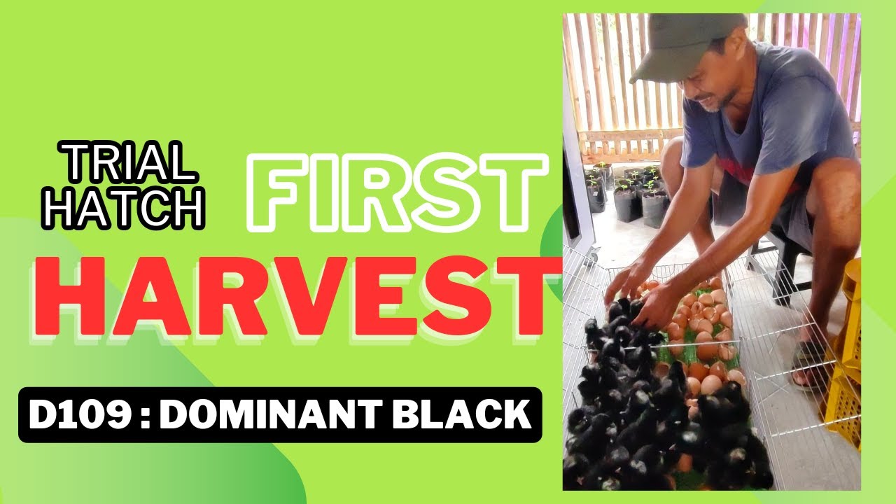 D109:Dominant Black Trial Hatch #asmrvideo #chicken #freerangechickens ...