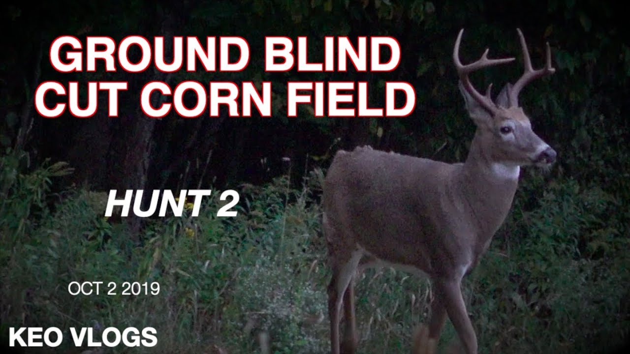 Hunting A Cut Corn Field With A Ground Blind - YouTube