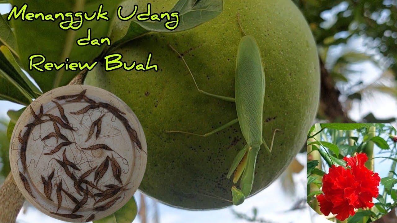Menangguk Udang Nyaruk dan Review Buah Maja/Labu | Pecinta Alam - YouTube