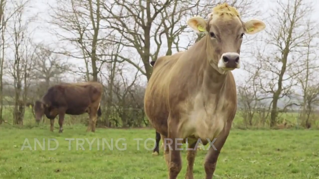Cute Cows are Picky Eaters for APRIL FOOLS - YouTube