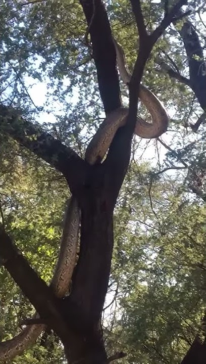 Jungle book 2019....real KAA.....The huge python in the world.. - YouTube