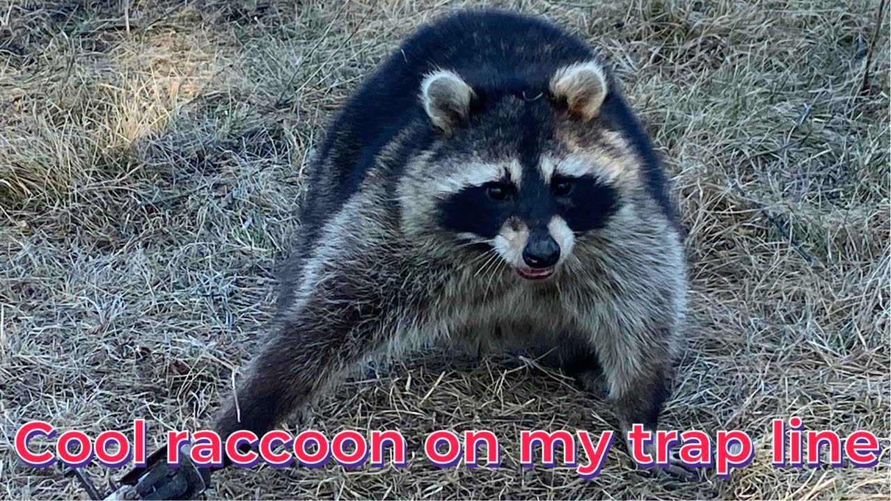 TRAPPER J’s vlog s.2 e.p 43 (changing trapping conditions) - YouTube