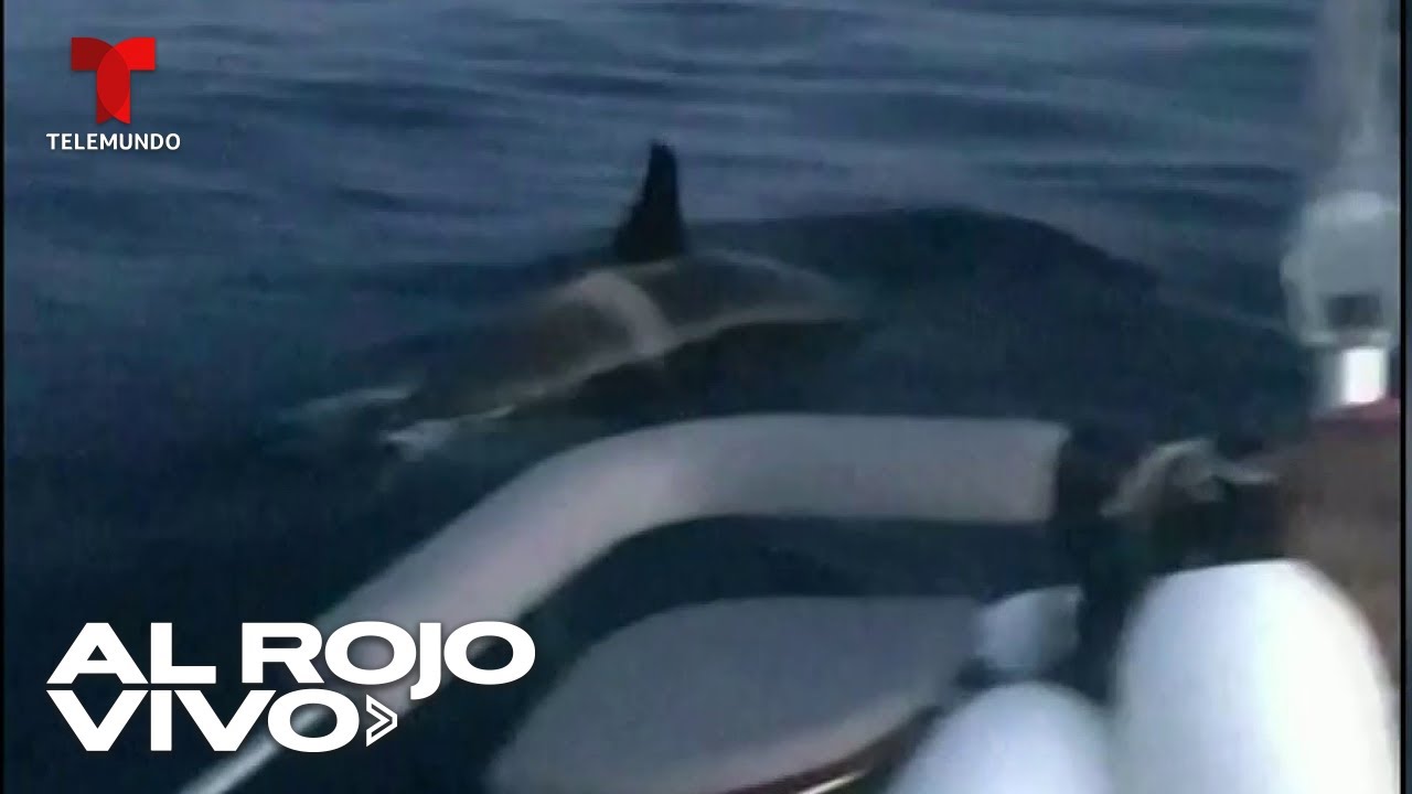 Captan a un grupo de orcas asesinas atacando una embarcación en España ...