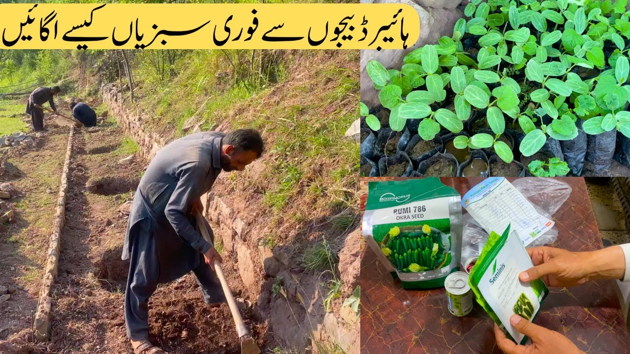 How To Grow Vegetables From Hybrid `Seeds | Hybrid Seeds Farming - YouTube