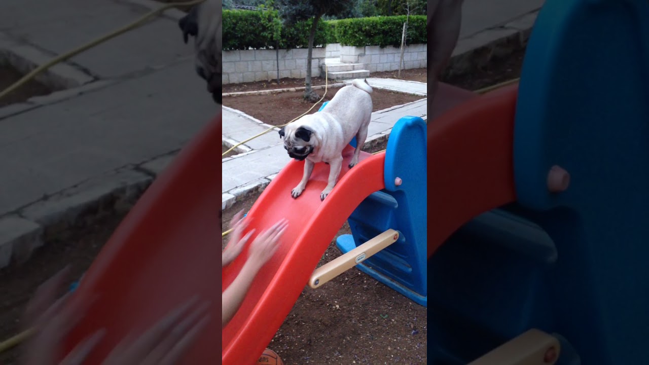 Pug first ever slide #pug #mybaby #dogslover #shorts - YouTube