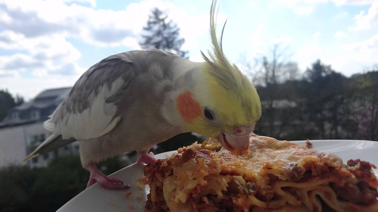 Bird loves lasagna - YouTube